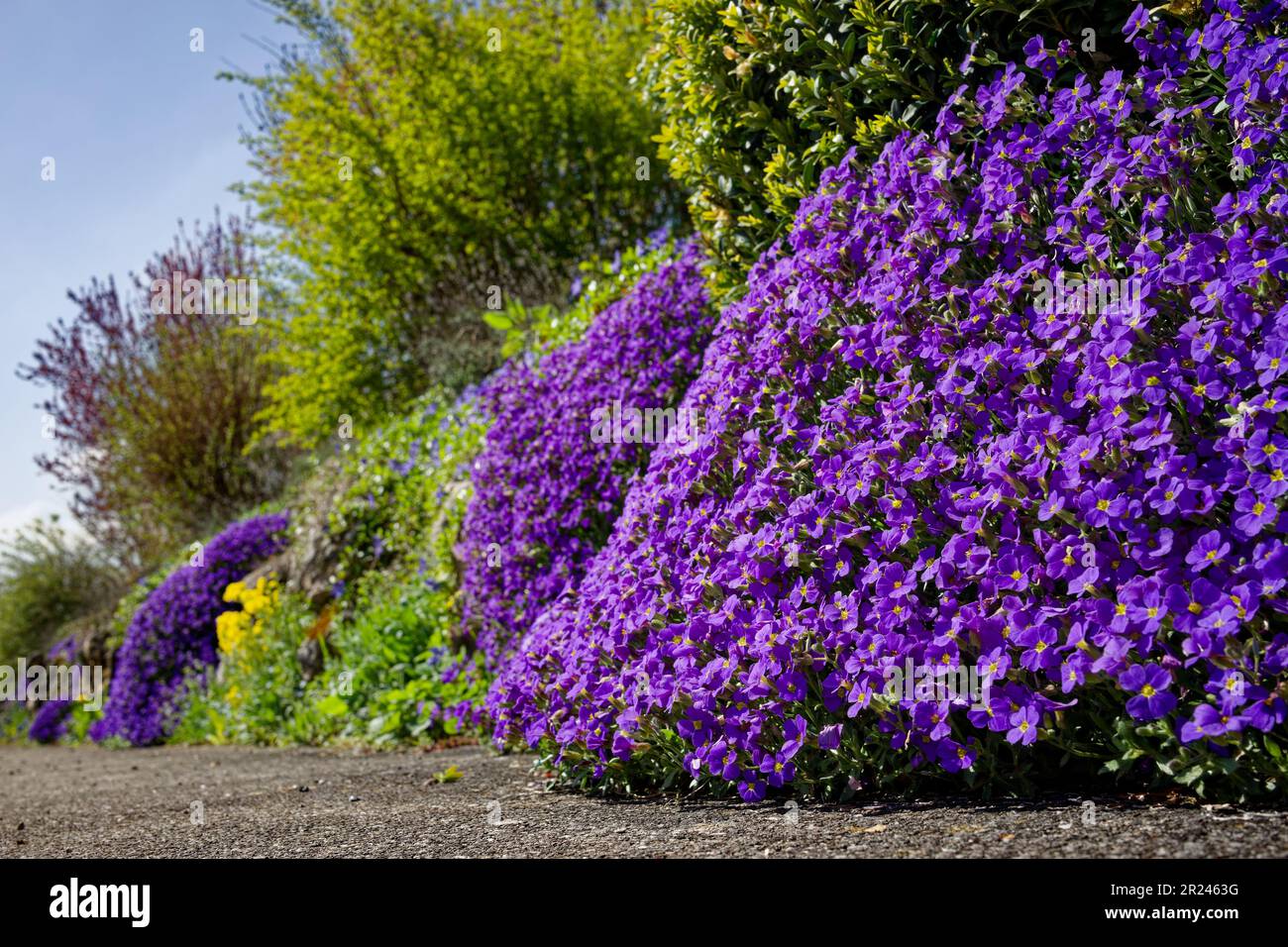 A scenic pathway of blue flowers winds its way through a rocky terrain ...