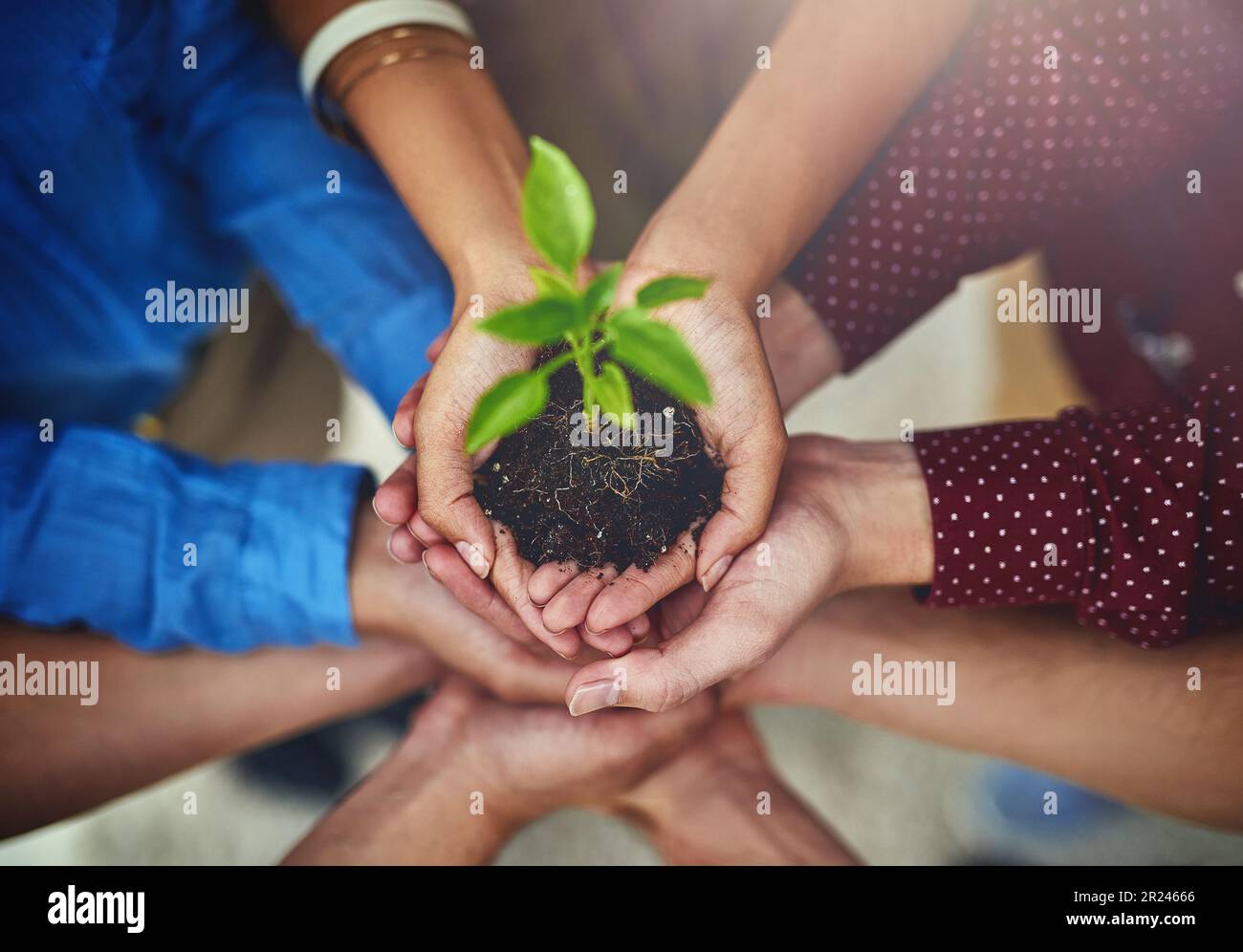 Hands, plant and growth from above with people holding a pile of earth ...