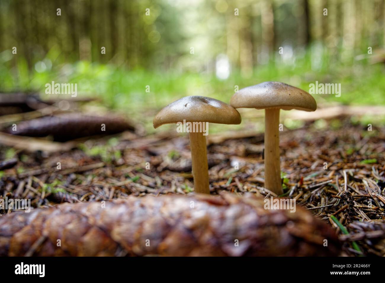 Two mushrooms growing in a lush green grass field, set against a backdrop of tall trees Stock ...