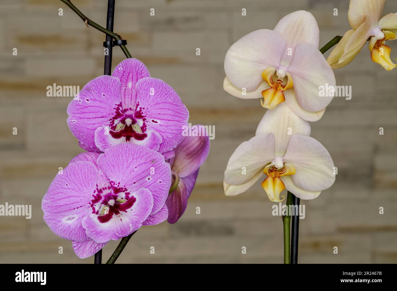 orchids in two colors, yellow-pink and purple, flowers in full bloom on ...