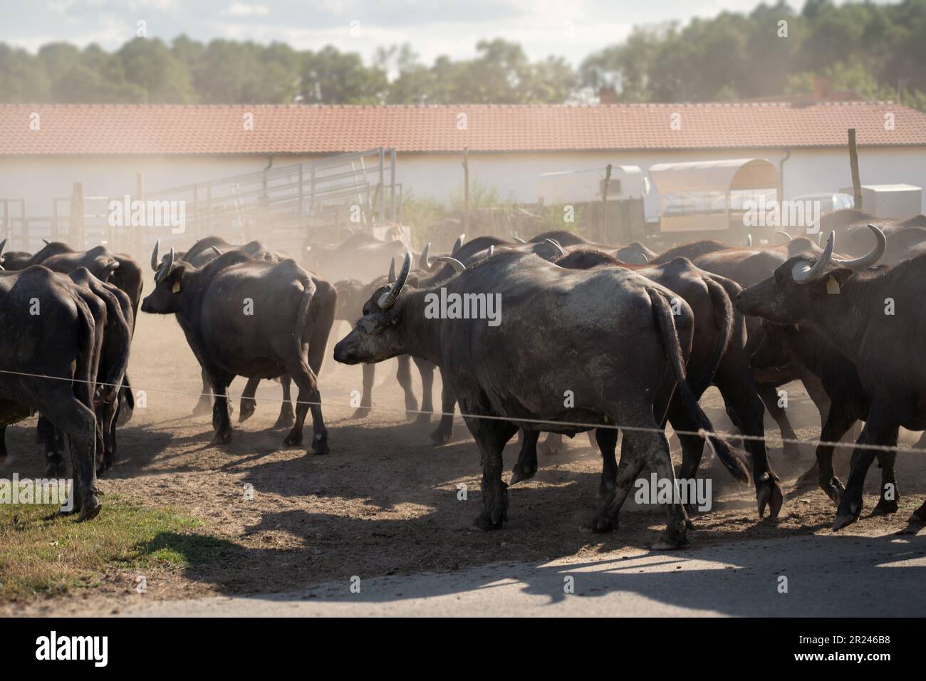 Water buffaloes (Bubalus bubalis) are being herded into the enclosure ...