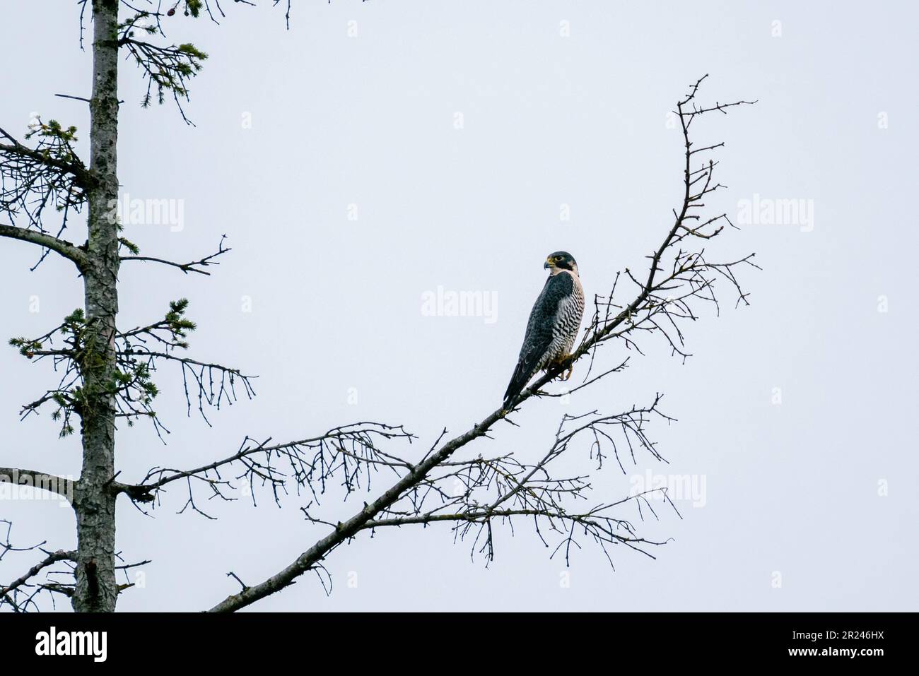 A majestic Peregrine Falcon (Falco peregrinus) perched atop a tree ...