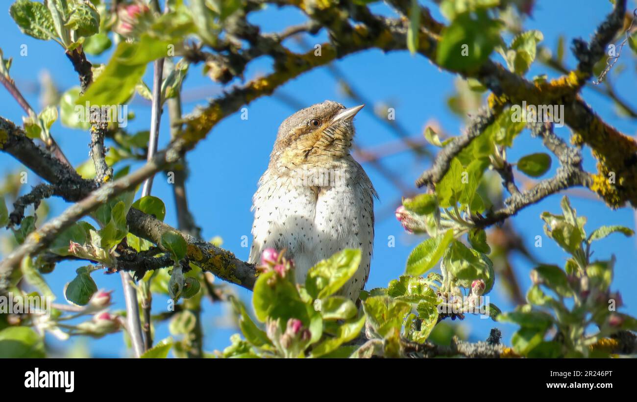 The Eurasian wryneck. Mating season, it sits in an apple tree Stock ...