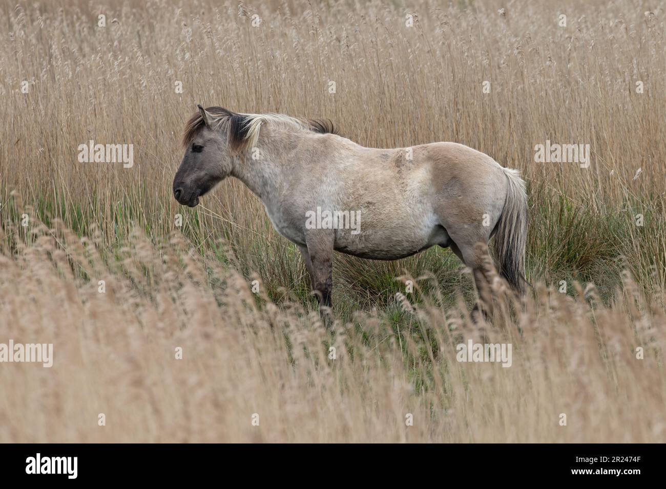 Konik Pony (Equus ferus caballus) Norfolk UK GB May 2023 Stock Photo ...