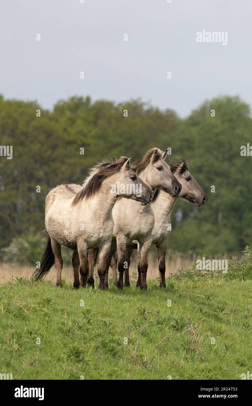 Konik Pony (Equus ferus caballus) Norfolk UK GB May 2023 Stock Photo ...