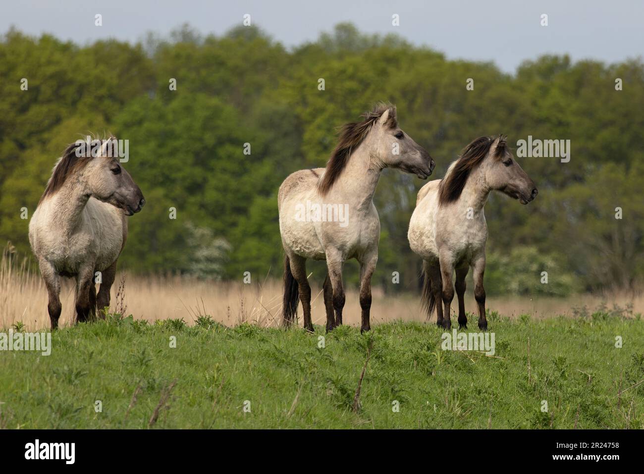 Konik Pony (Equus ferus caballus) Norfolk UK GB May 2023 Stock Photo ... Konik Pony (Equus ferus caballus) Norfolk UK GB May 2023 Stock Photo ...