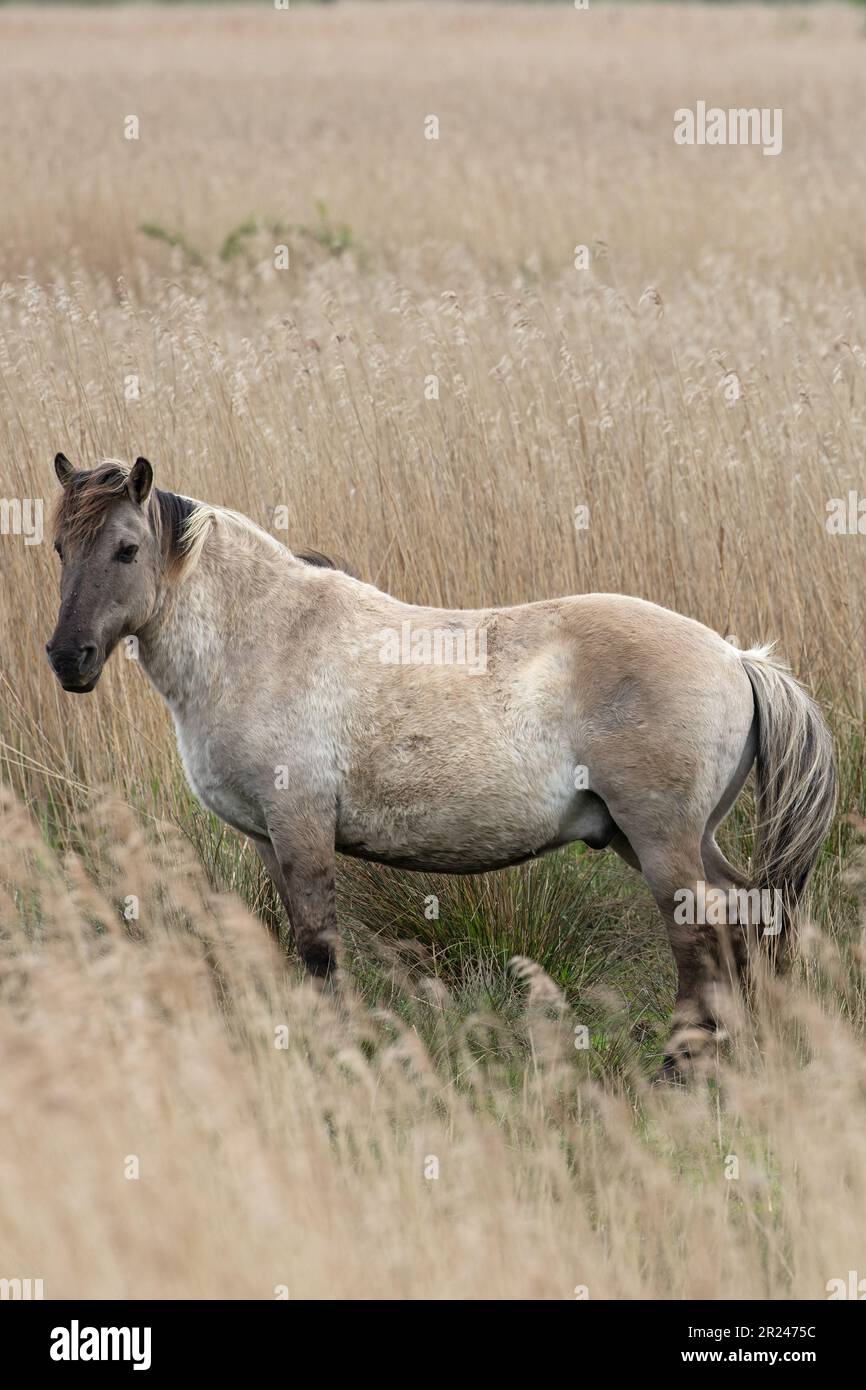 Konik Pony (Equus ferus caballus) Norfolk UK GB May 2023 Stock Photo ... Konik Pony (Equus ferus caballus) Norfolk UK GB May 2023 Stock Photo ...
