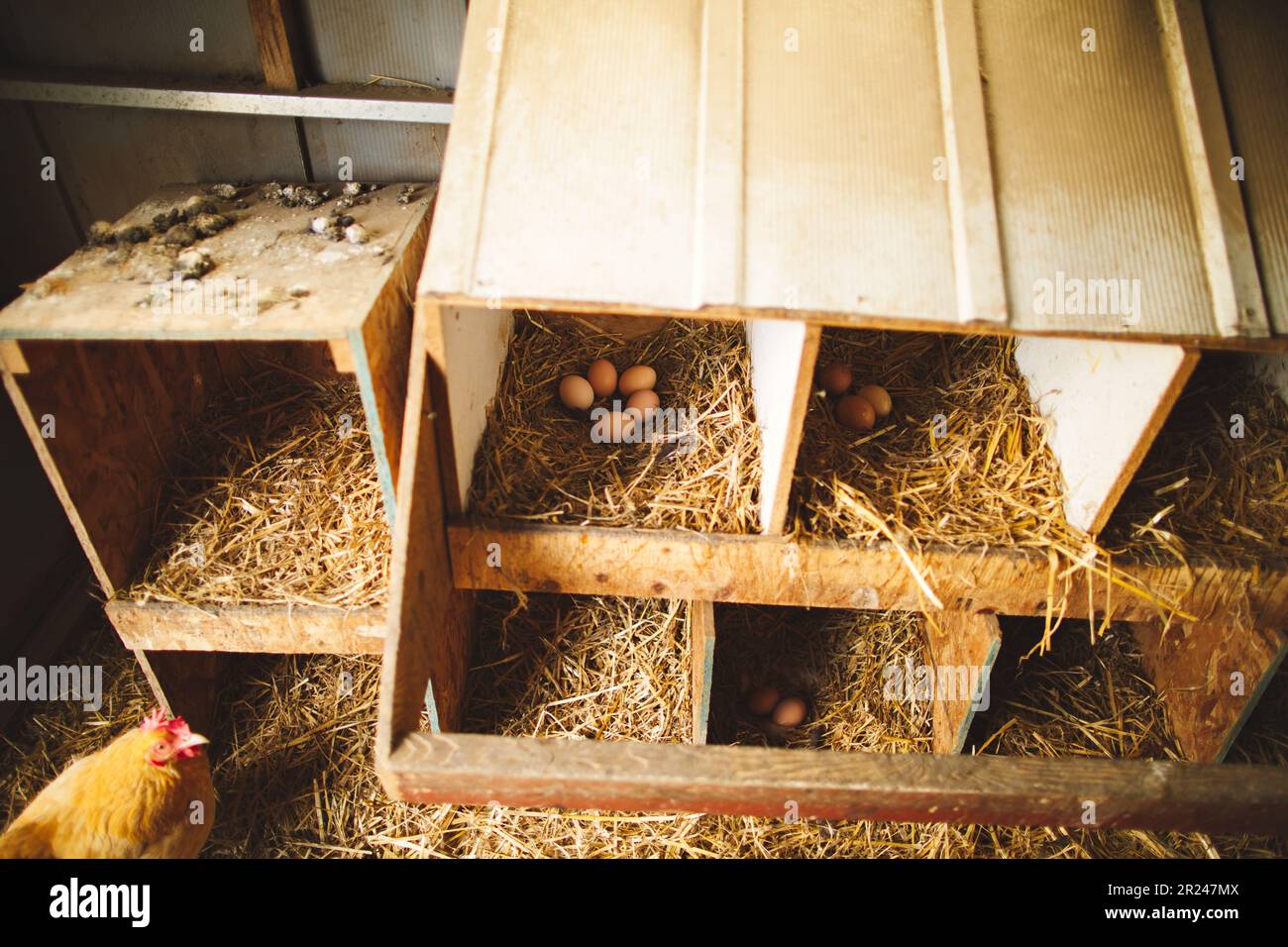A white chicken stand in a rustic wooden structure filled with hay and ...
