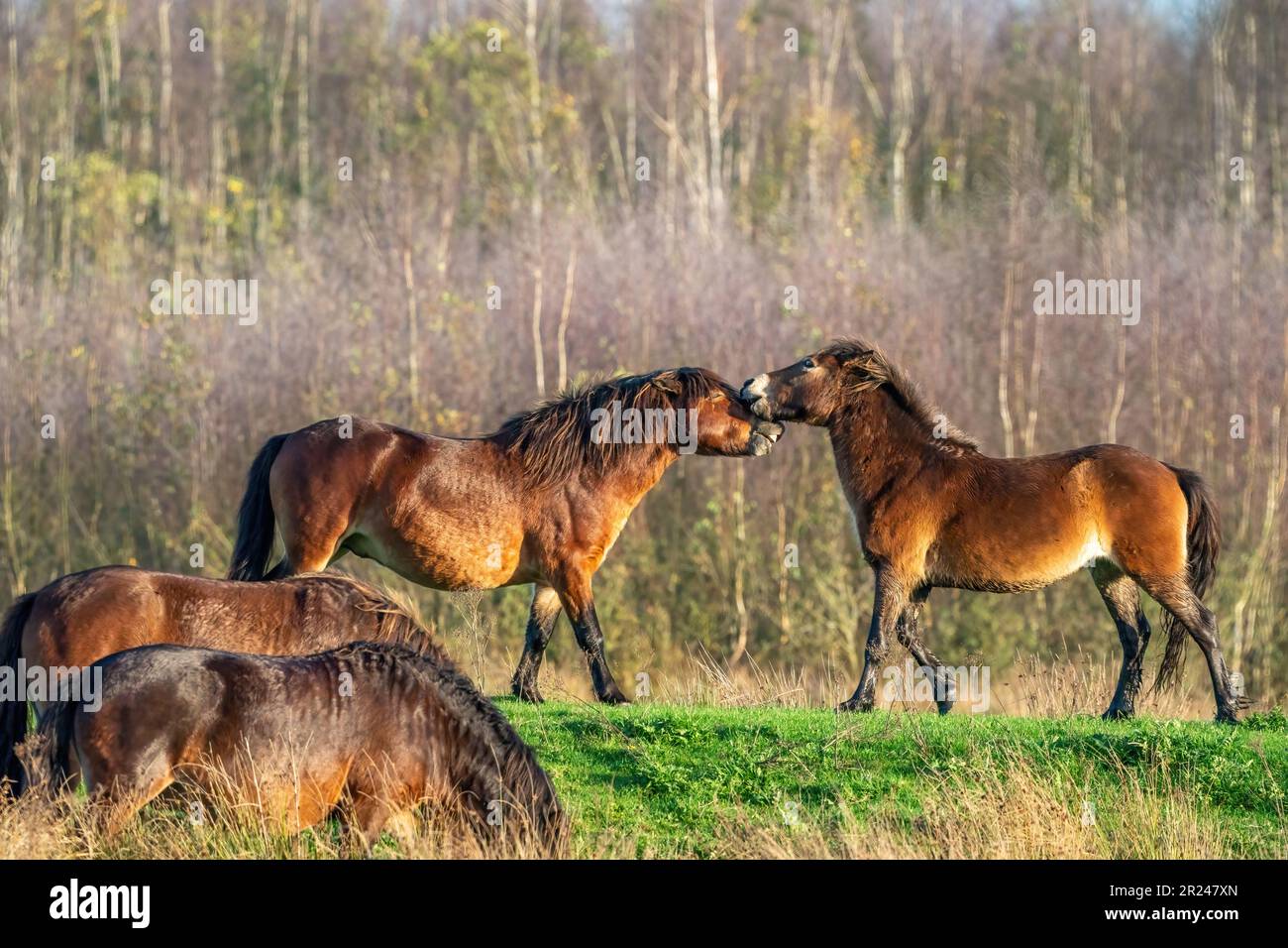 Fighting konik ponies hi-res stock photography and images - Alamy
