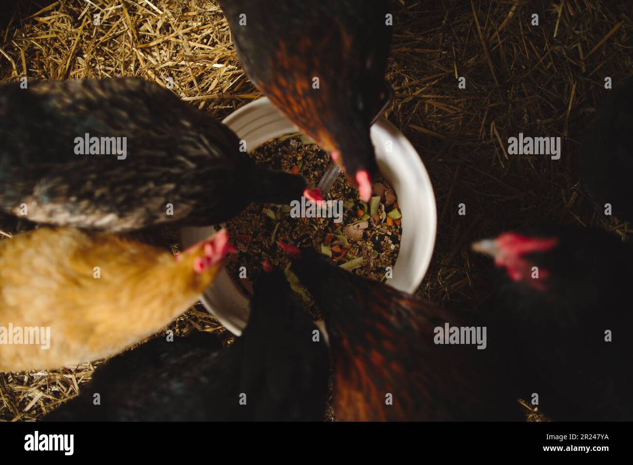 The domestic chickens happily eating a meal from a large bowl in a farm ...