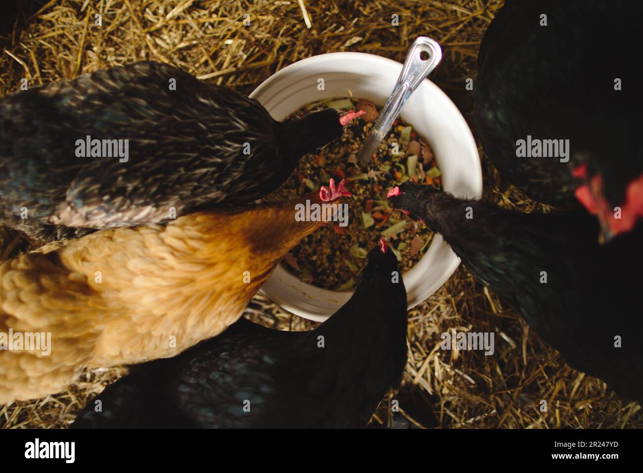 A group of chickens enjoying a feast of food Stock Photo - Alamy