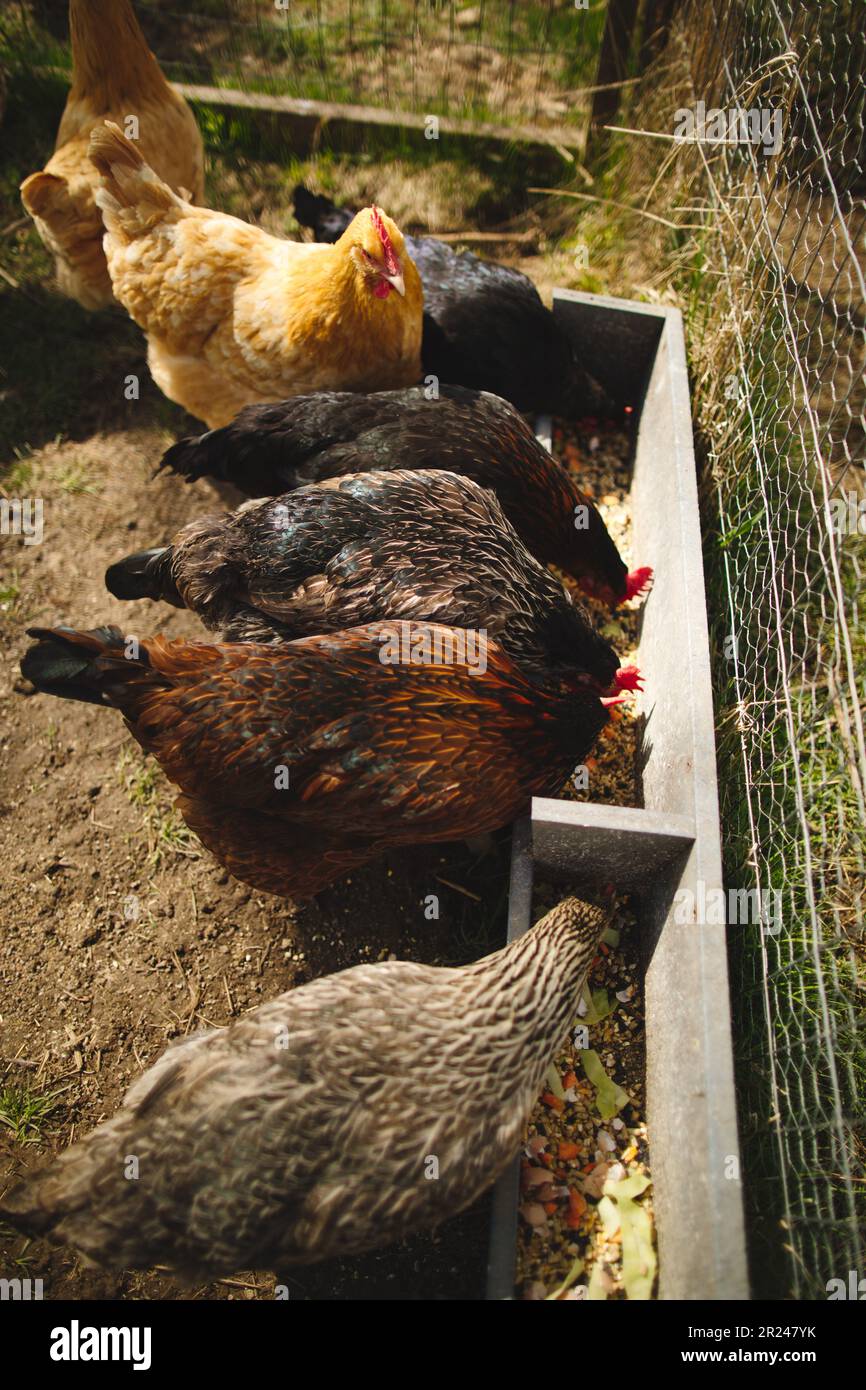 A flock of chickens happily gathered around a large bowl of food ...