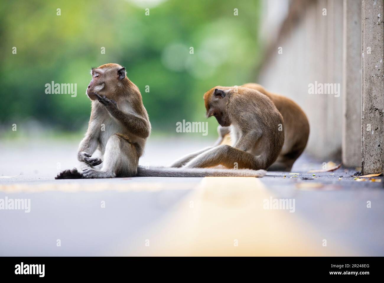 Family of long tailed macaques rest and groom while sitting on a bridge ...