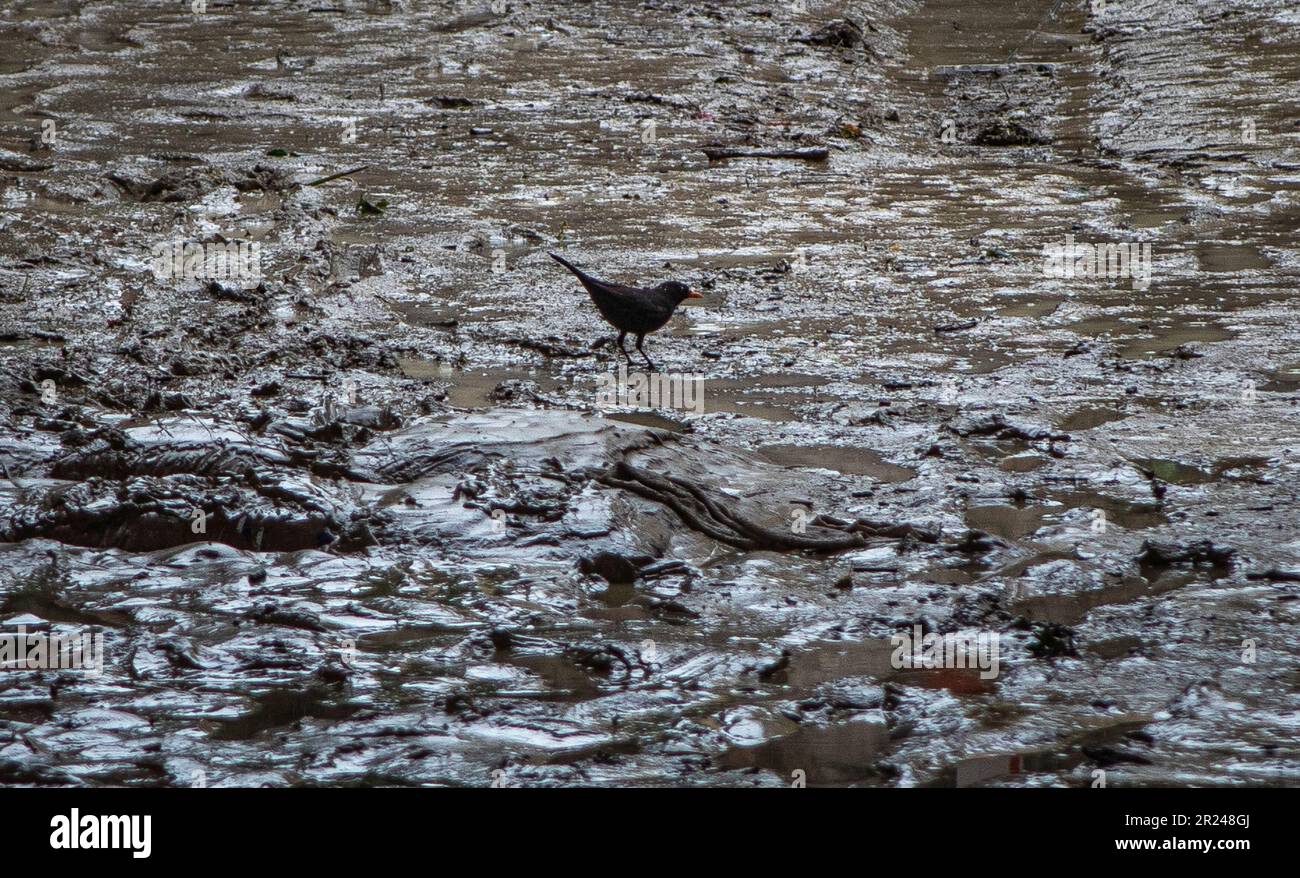 Bologna, Italy. 17th May, 2023. Bad weather: via Saffi is a river of mud after the Ravone canal ...