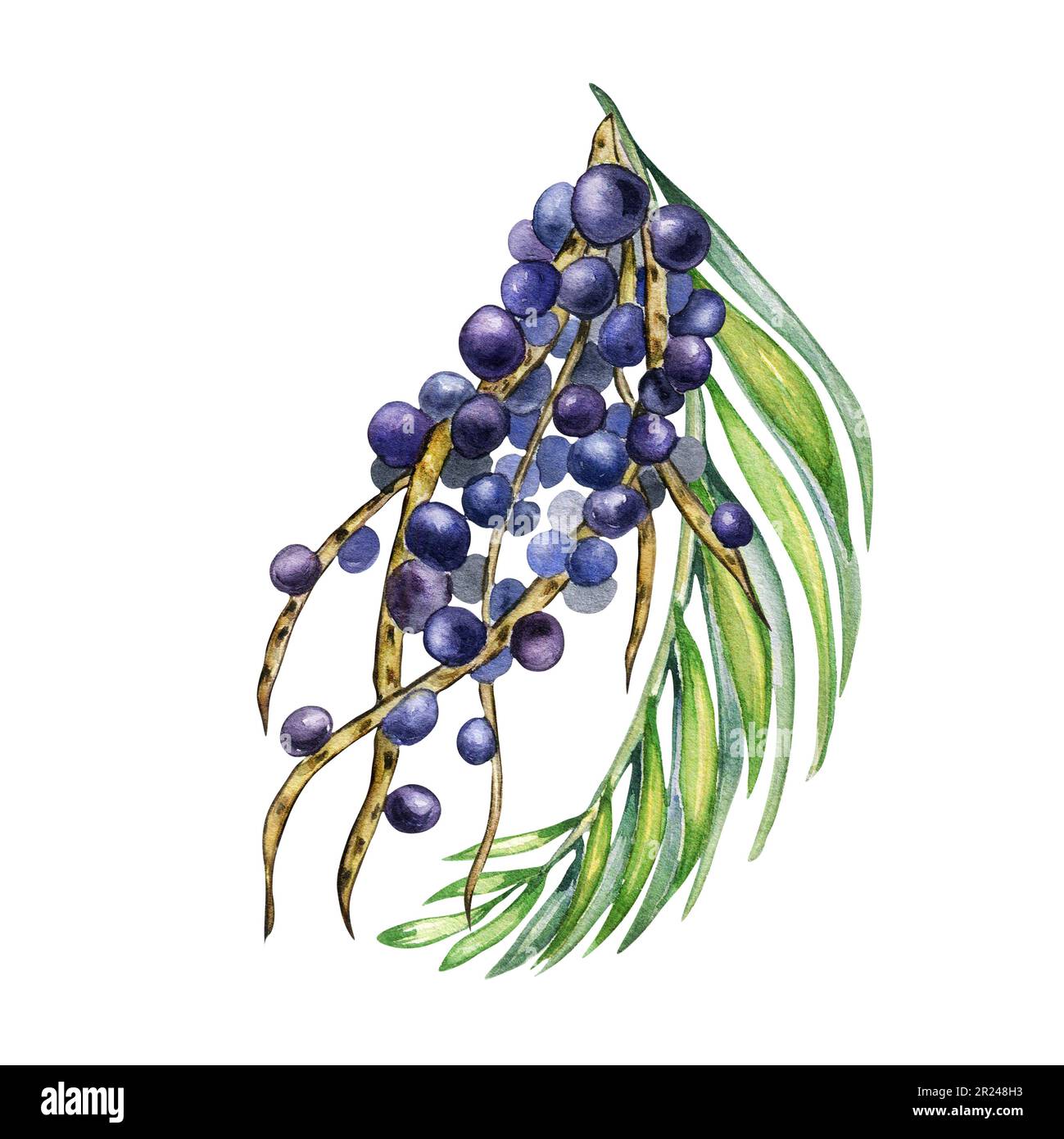 Acai tree bunch hi-res stock photography and images - Alamy