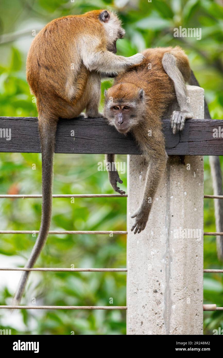 Two members of a long tailed macaque family rest and groom each other ...