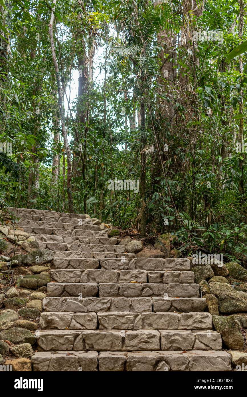 stone steps in the jungle Stock Photo - Alamy