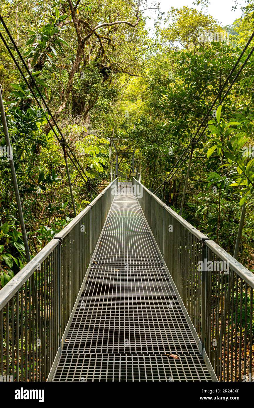 Suspended walkway in the jungle Stock Photo - Alamy