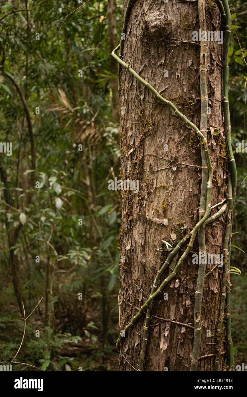 Green jungle and brown tree hi-res stock photography and images - Alamy