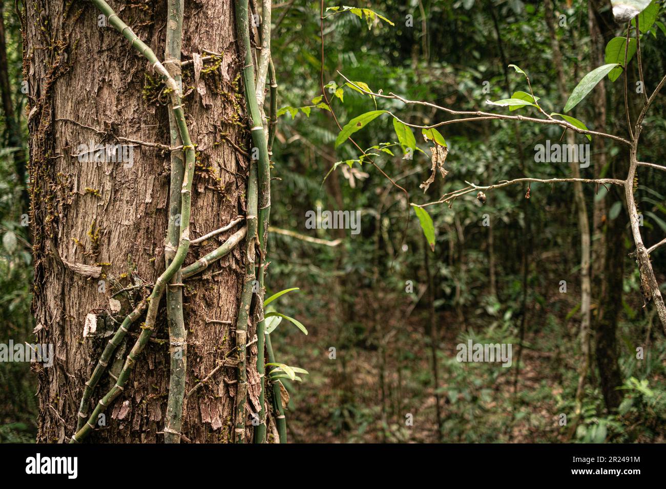 tree with green vines in a dense forest Stock Photo - Alamy