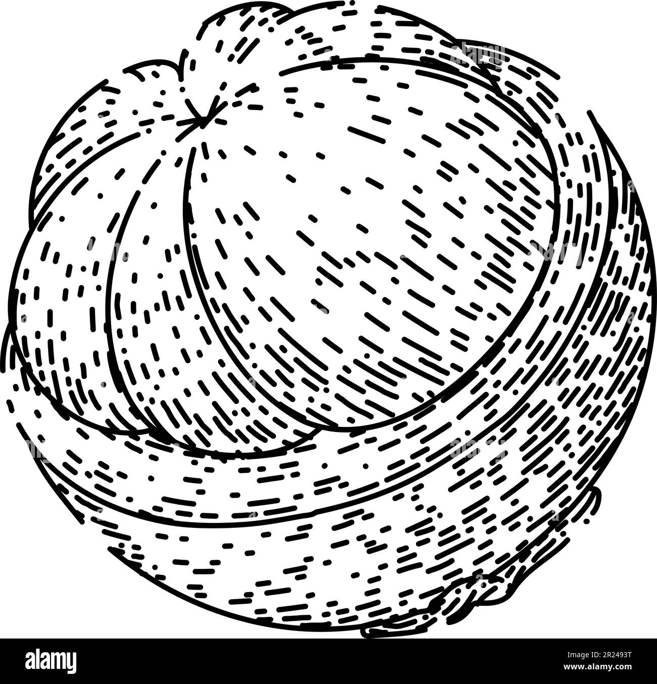 mangosteen fruit fresh sketch hand drawn vector Stock Vector Image ...