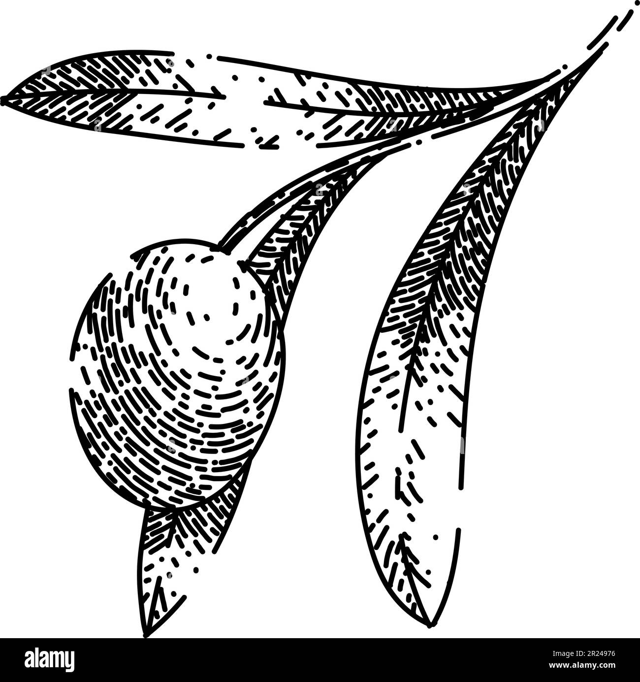oline branch food sketch hand drawn vector Stock Vector Image & Art - Alamy