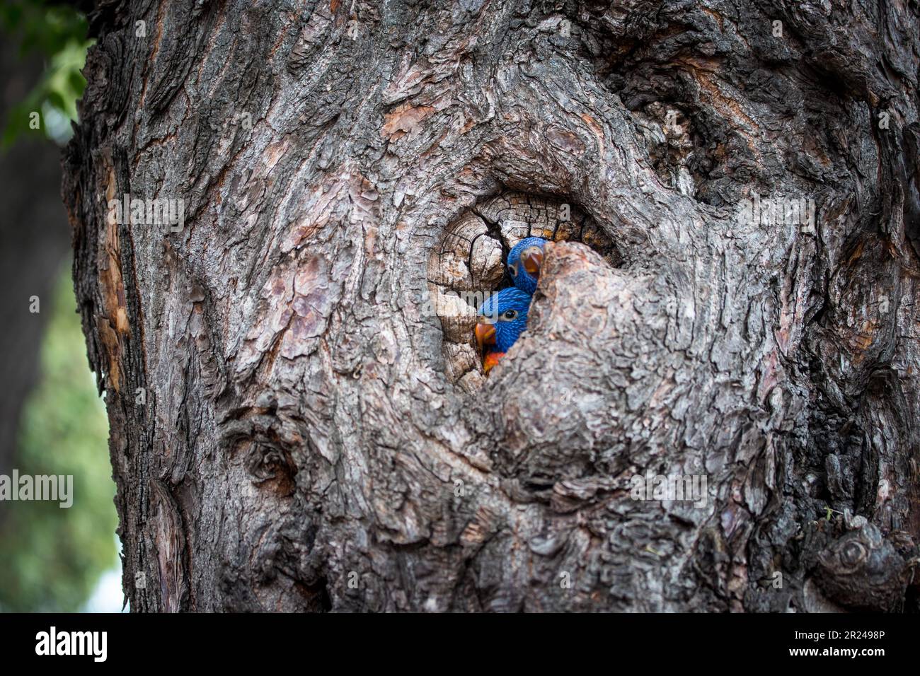 rainbow lorikeets nesting inside a hollow tree Stock Photo - Alamy