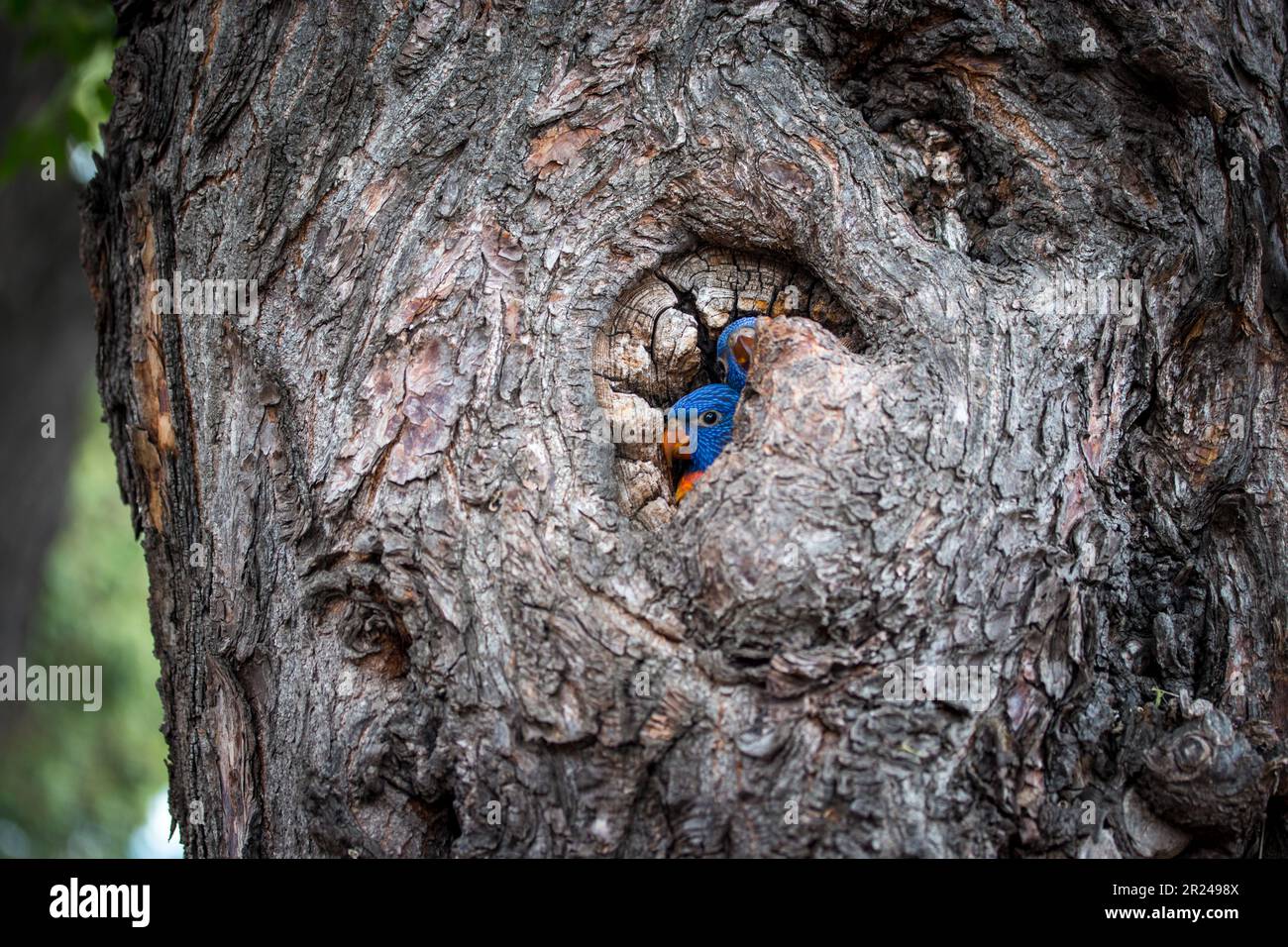 rainbow lorikeets nesting inside a hollow tree Stock Photo - Alamy