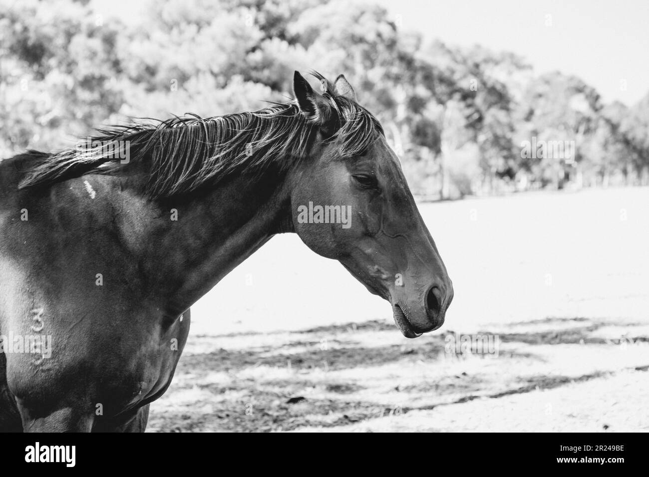 Black and white portrait of a horse in paddock Stock Photo - Alamy