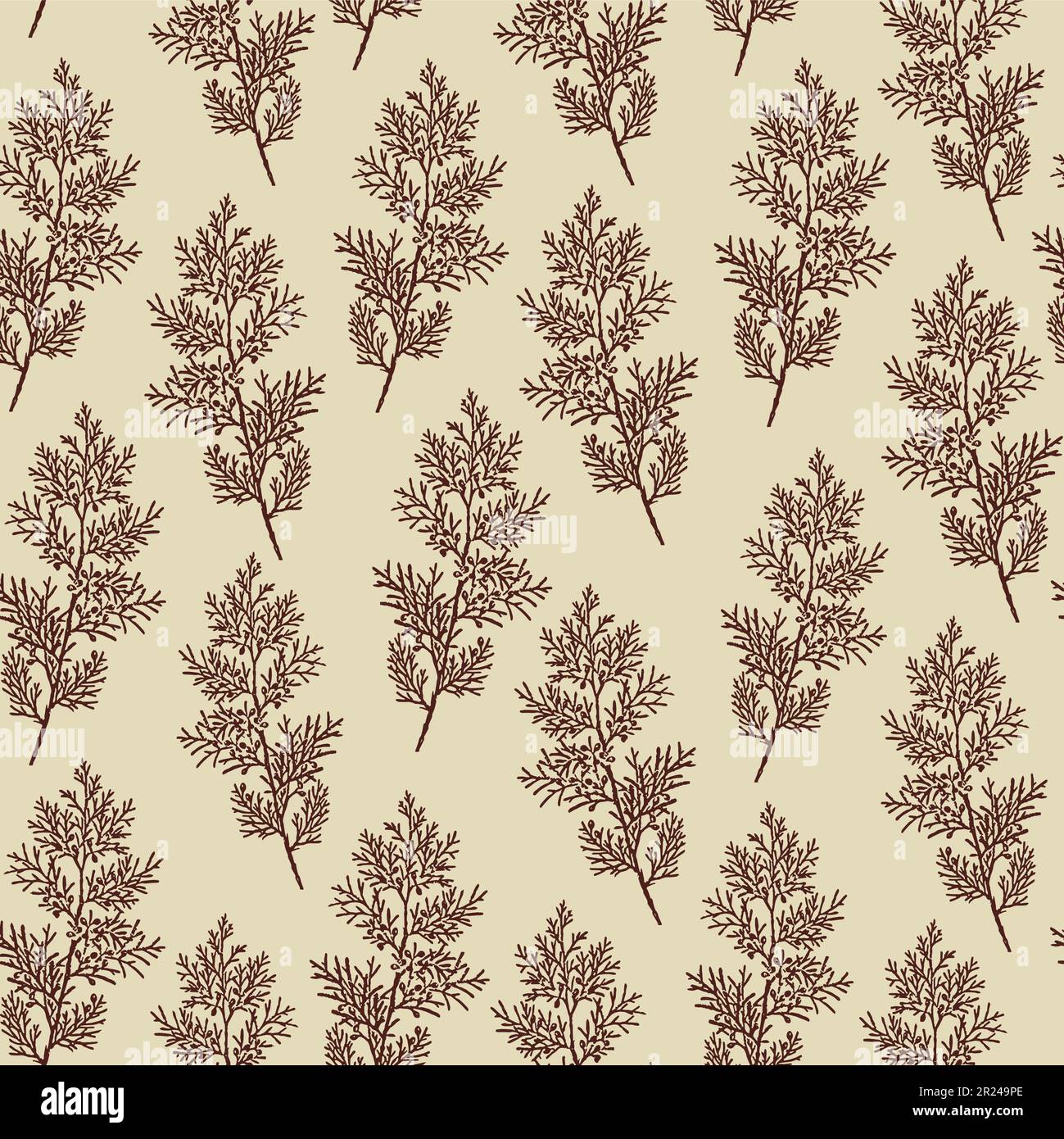 Realistic botanical ink sketch of pine tree branches on beige ...