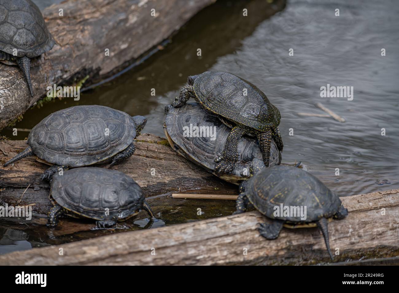 Water turtles sunbathe in hi-res stock photography and images - Alamy