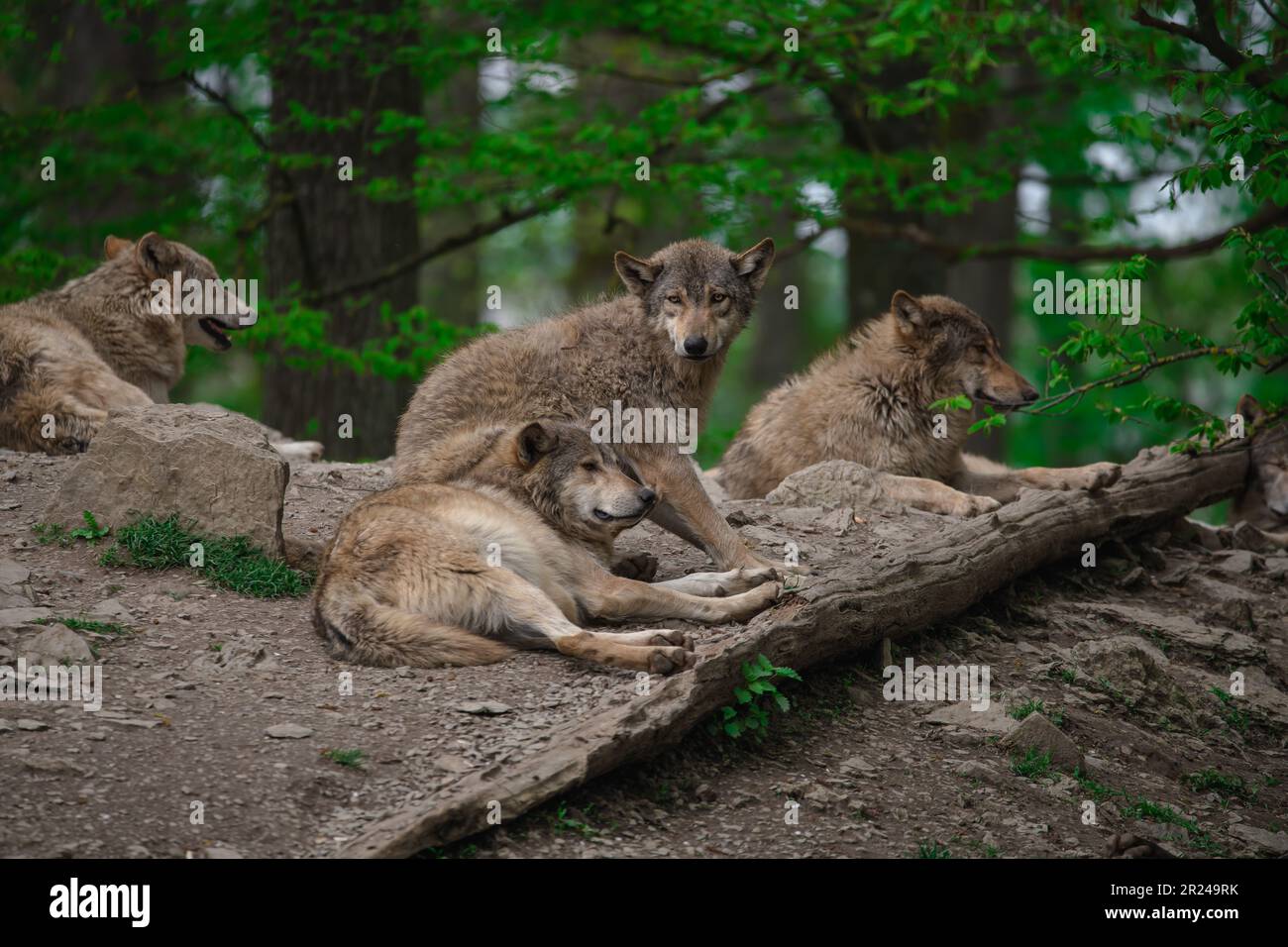 Group of grey wolves resting in a wooded area illuminated by the sun's ...
