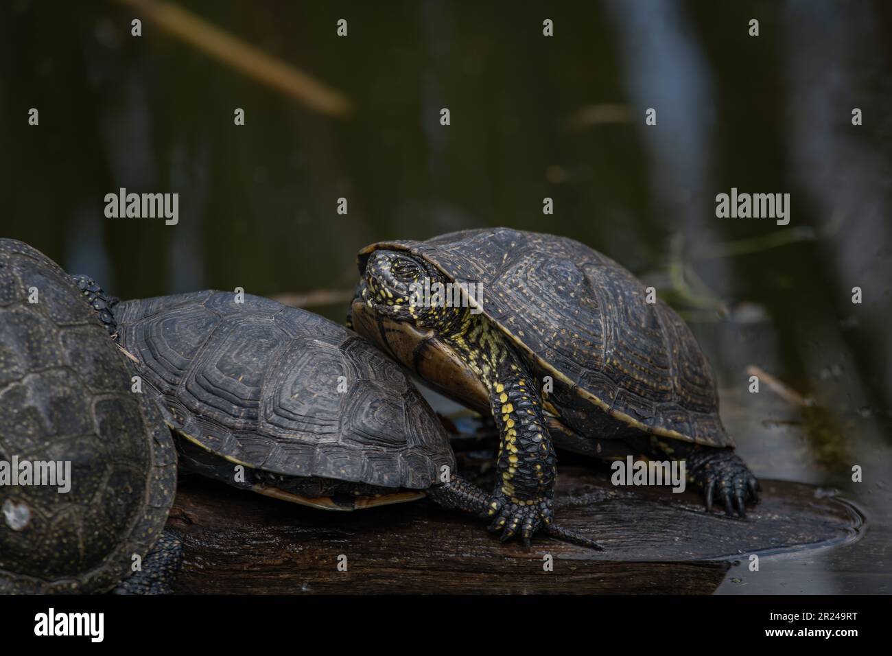 Majestic turtles hi-res stock photography and images - Alamy