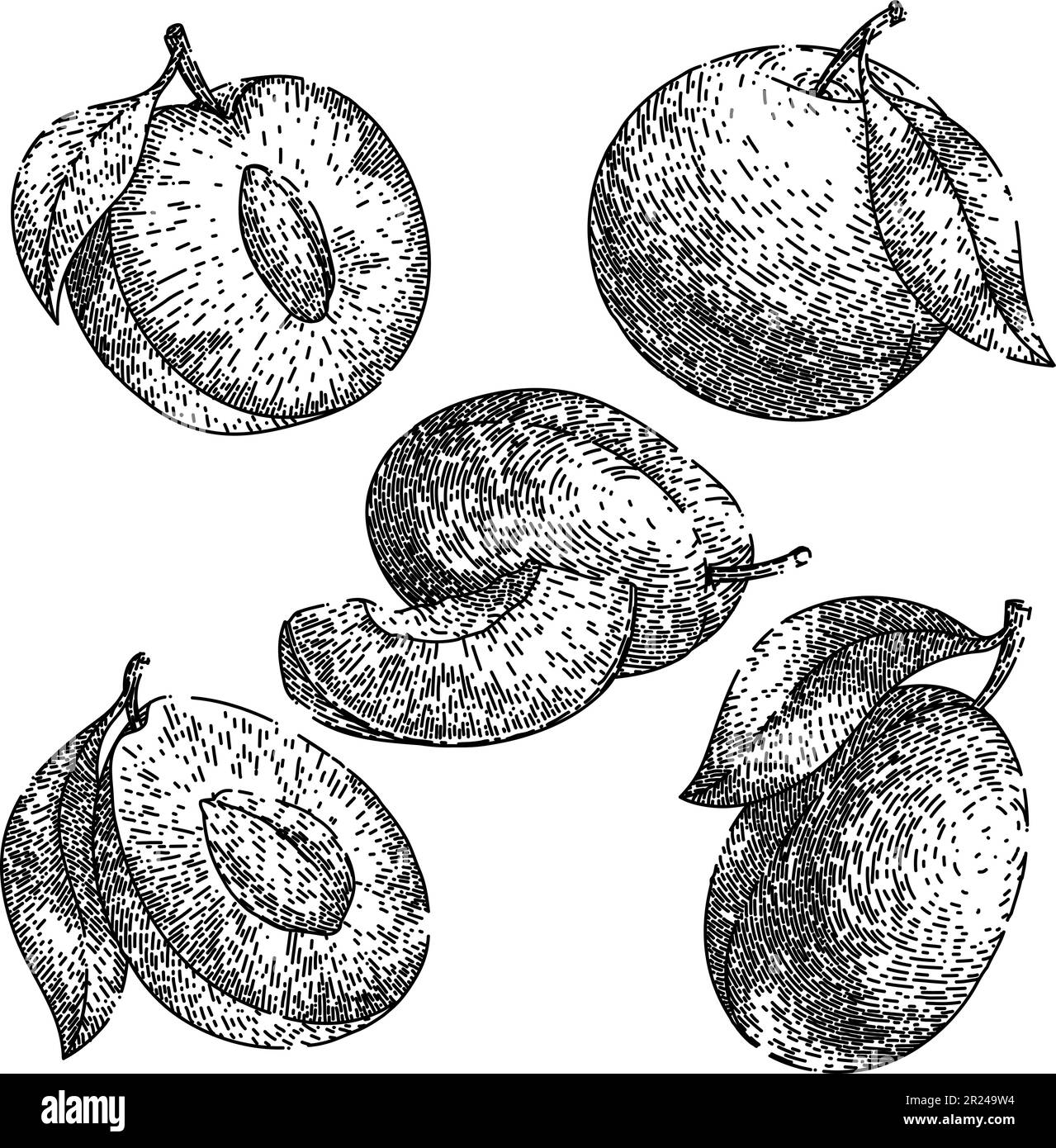 plum fruit food set sketch hand drawn vector Stock Vector Image & Art ...