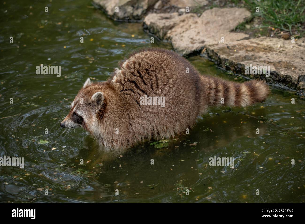 A raccoon wading through the shallow water of a stream, its long tail ...