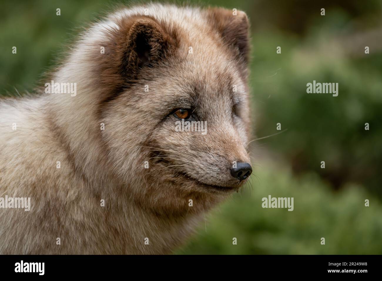 A young arctic fox with a white coat and large eyes stares off into the ...