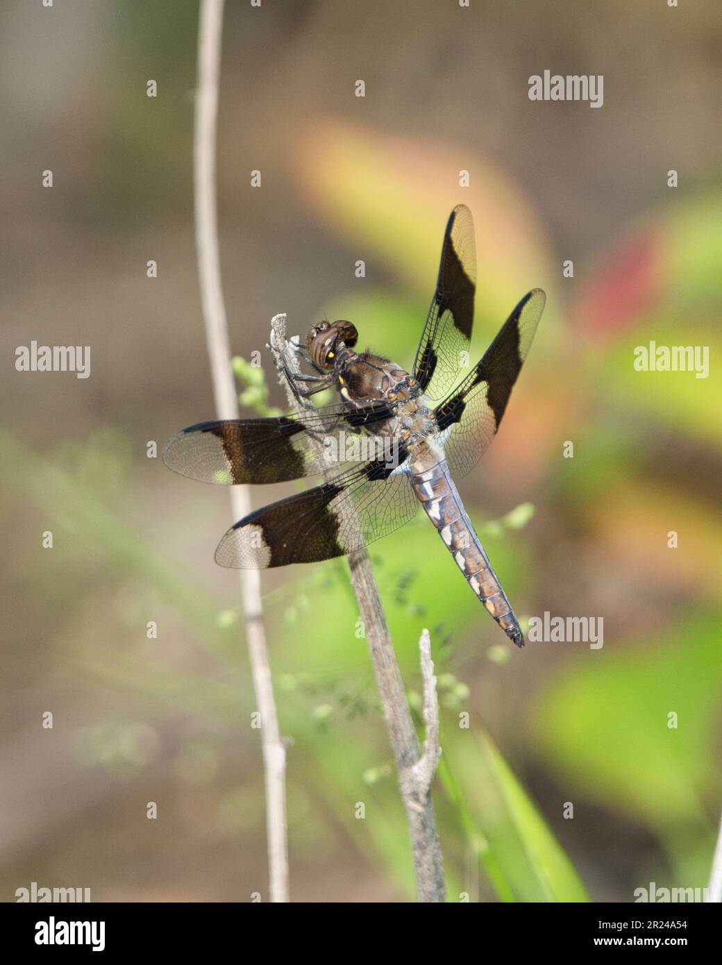 A vibrant common whitetail skimmer atop a lush green plant, its ...