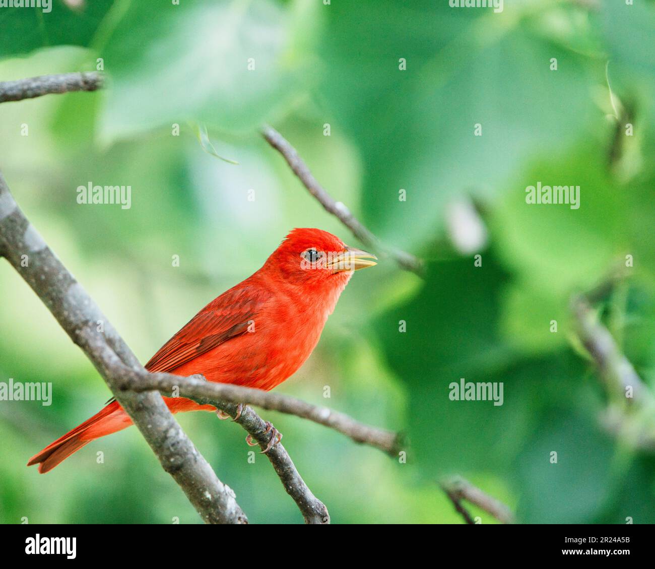 Summer Tanager Habitat