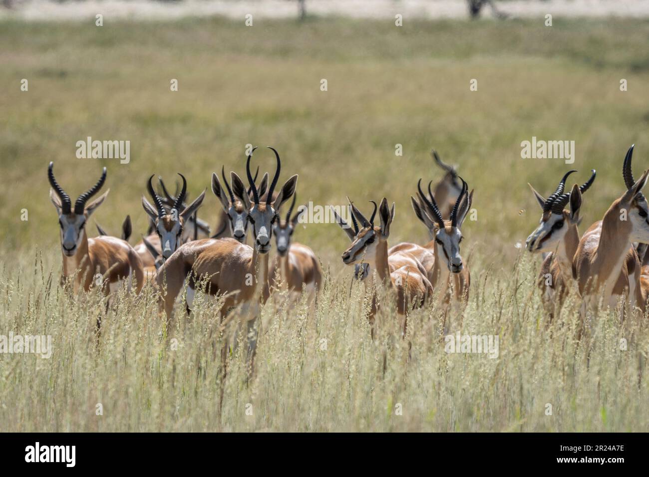 Springboks (Antidorcas marsupialis) herd in the Kalahari. Kgalagadi ...