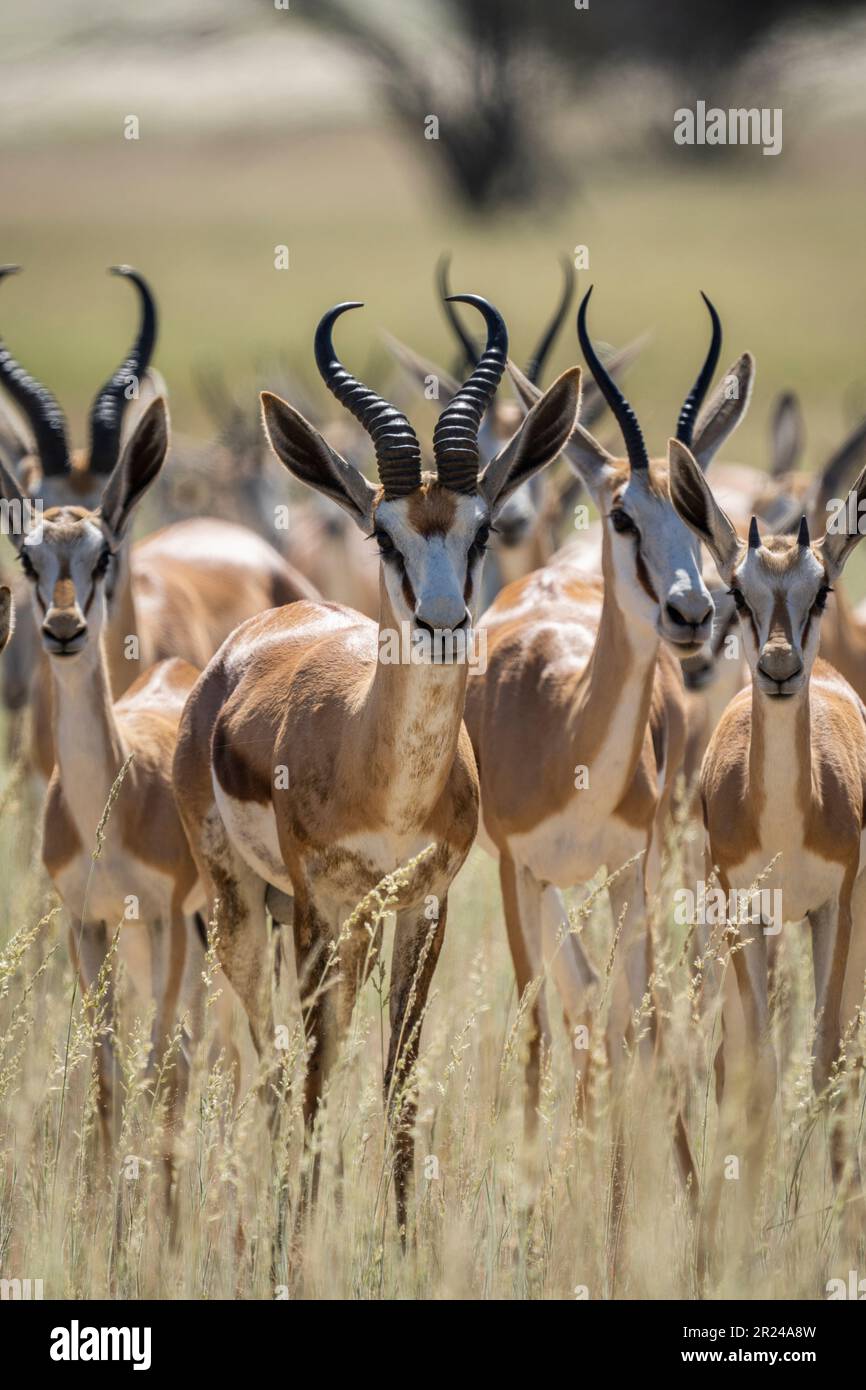 Springboks (Antidorcas marsupialis) herd in the Kalahari. Kgalagadi ...