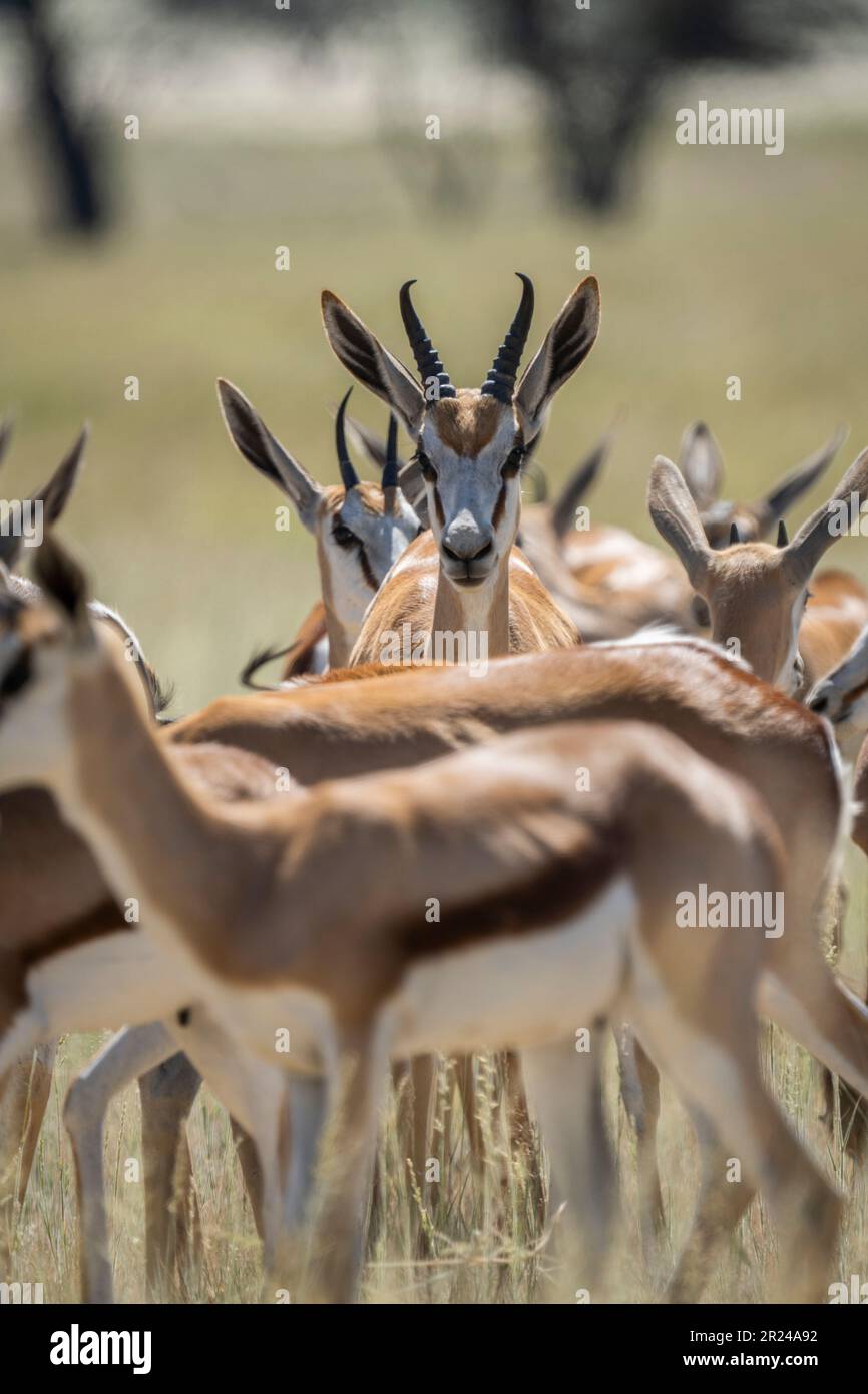 Springboks (Antidorcas marsupialis) herd in the Kalahari. Kgalagadi ...