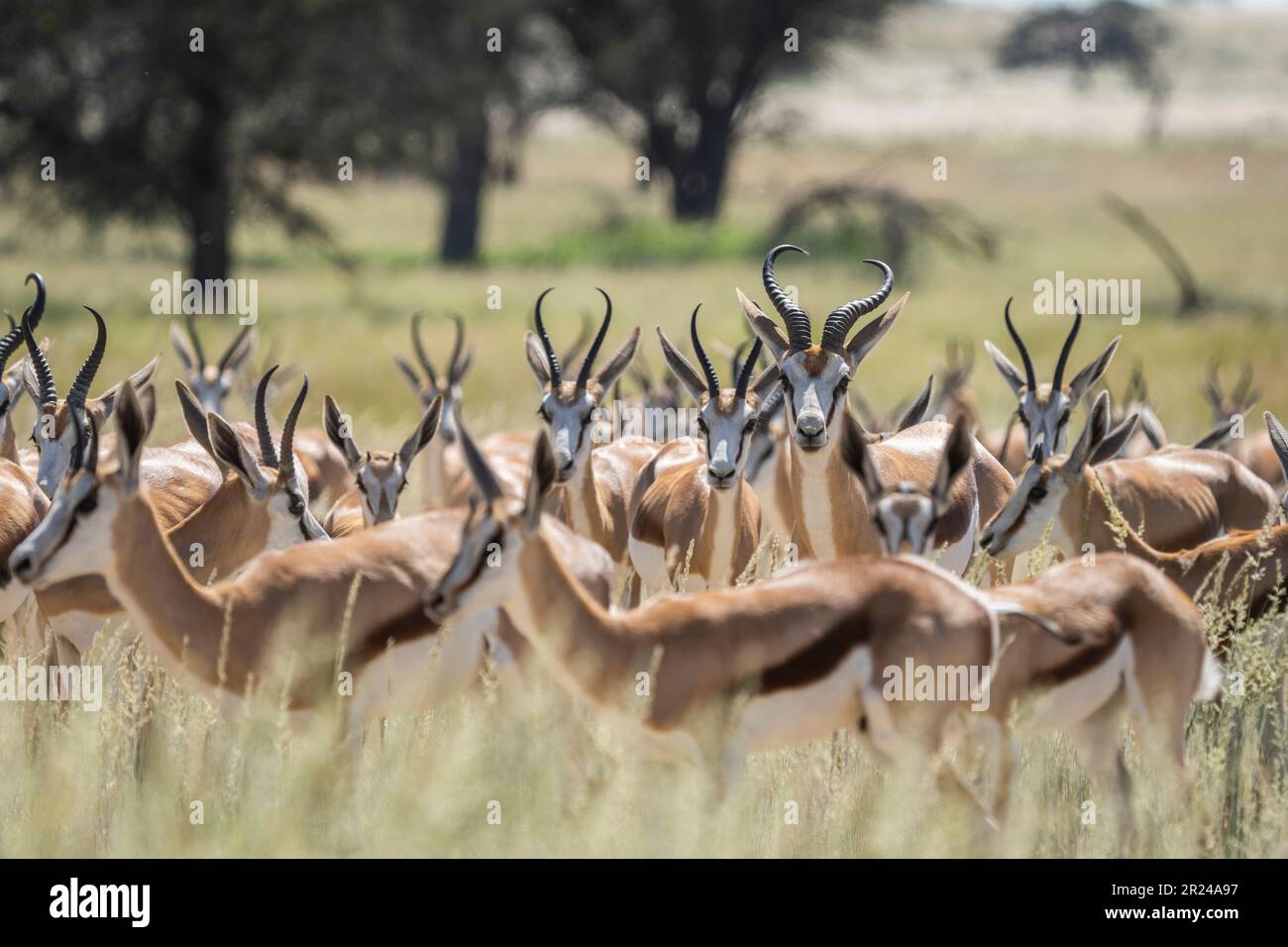 Springboks (Antidorcas marsupialis) herd in the Kalahari. Kgalagadi ...