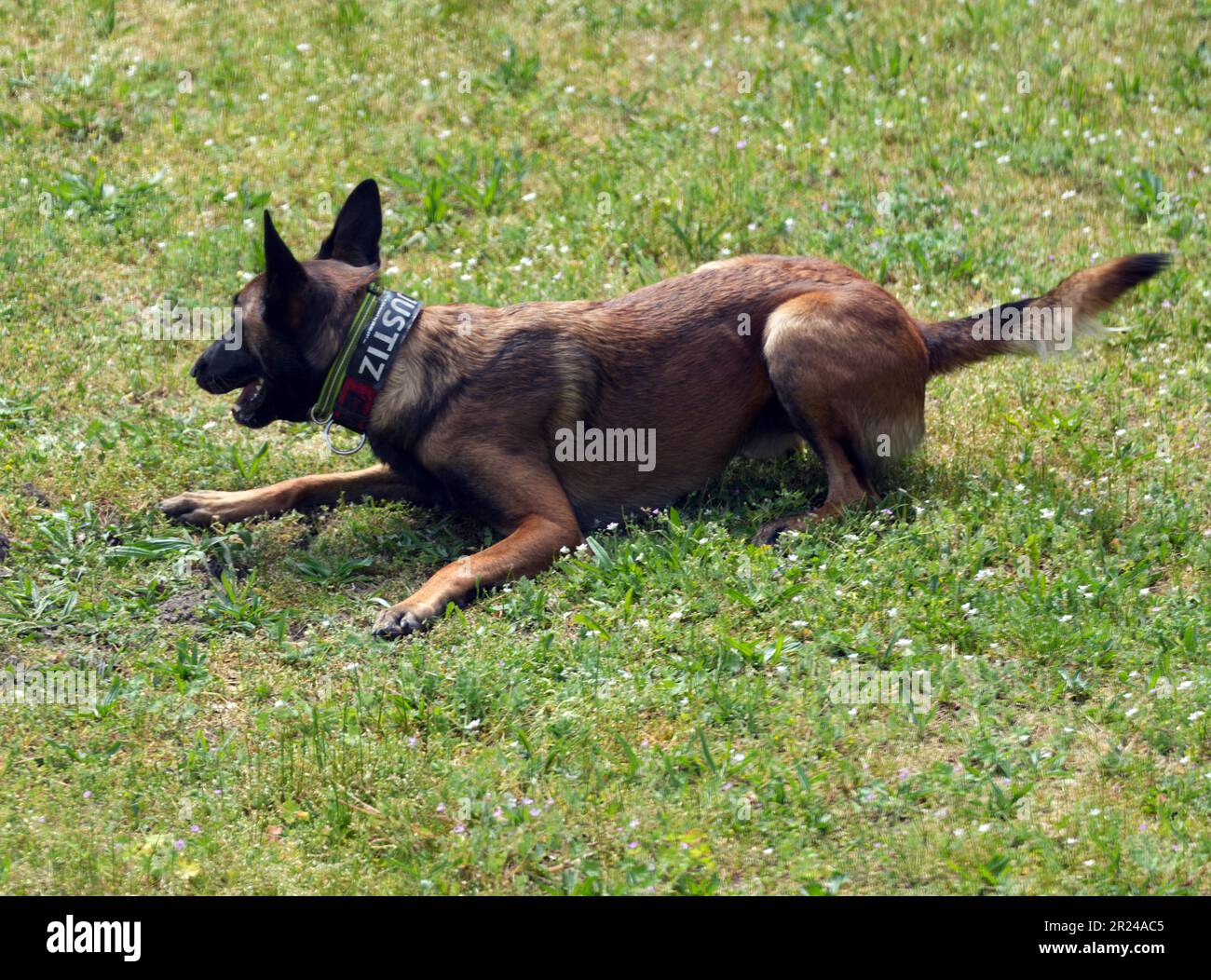 17 May 2023, Brandenburg, Brandenburg/Havel: Mission dog "Keks ...