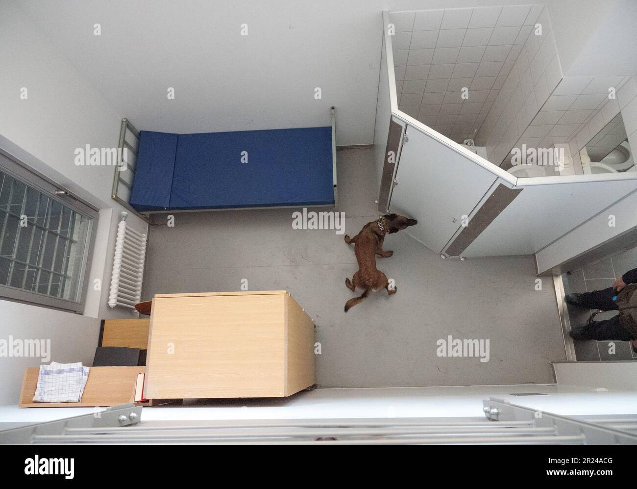 17 May 2023, Brandenburg, Brandenburg/Havel: Operation dog "Keks ...