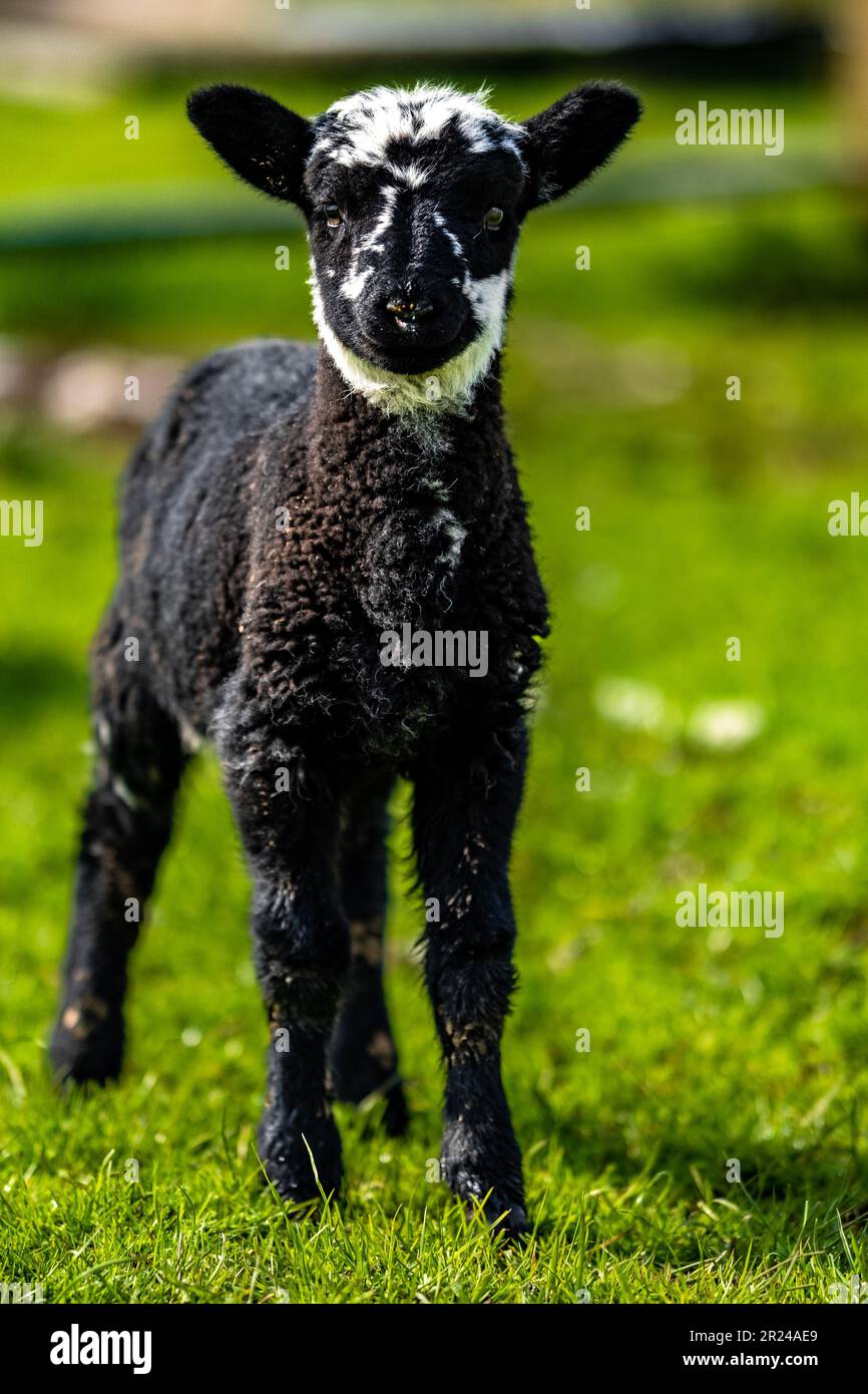 A young black and white lamb standing on its own in a field Stock Photo ...