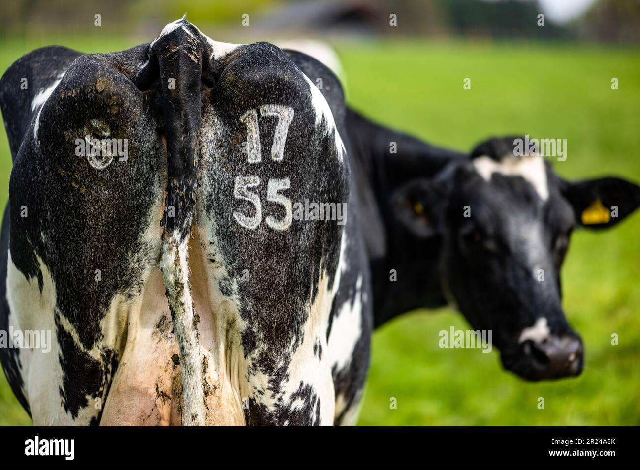 A white and brown spotted cow with 1755 numbers on its body looks up ...