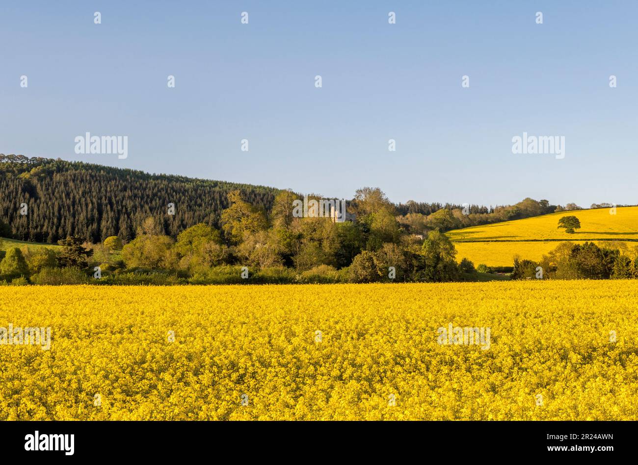 A field of oilseed rape in flower in Herefordshire, with the medieval ...