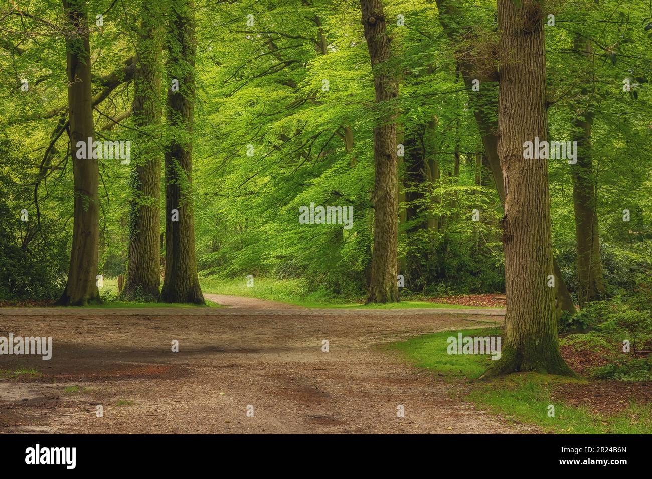 Beautiful spring forest, fresh and green, after the rain. Path through ...