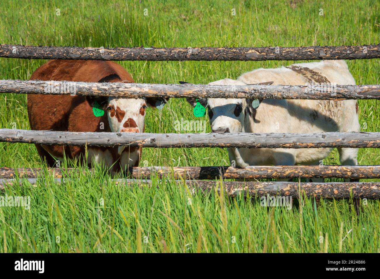 Grant-Kohrs Ranch National Historic Site in Montana Stock Photo - Alamy