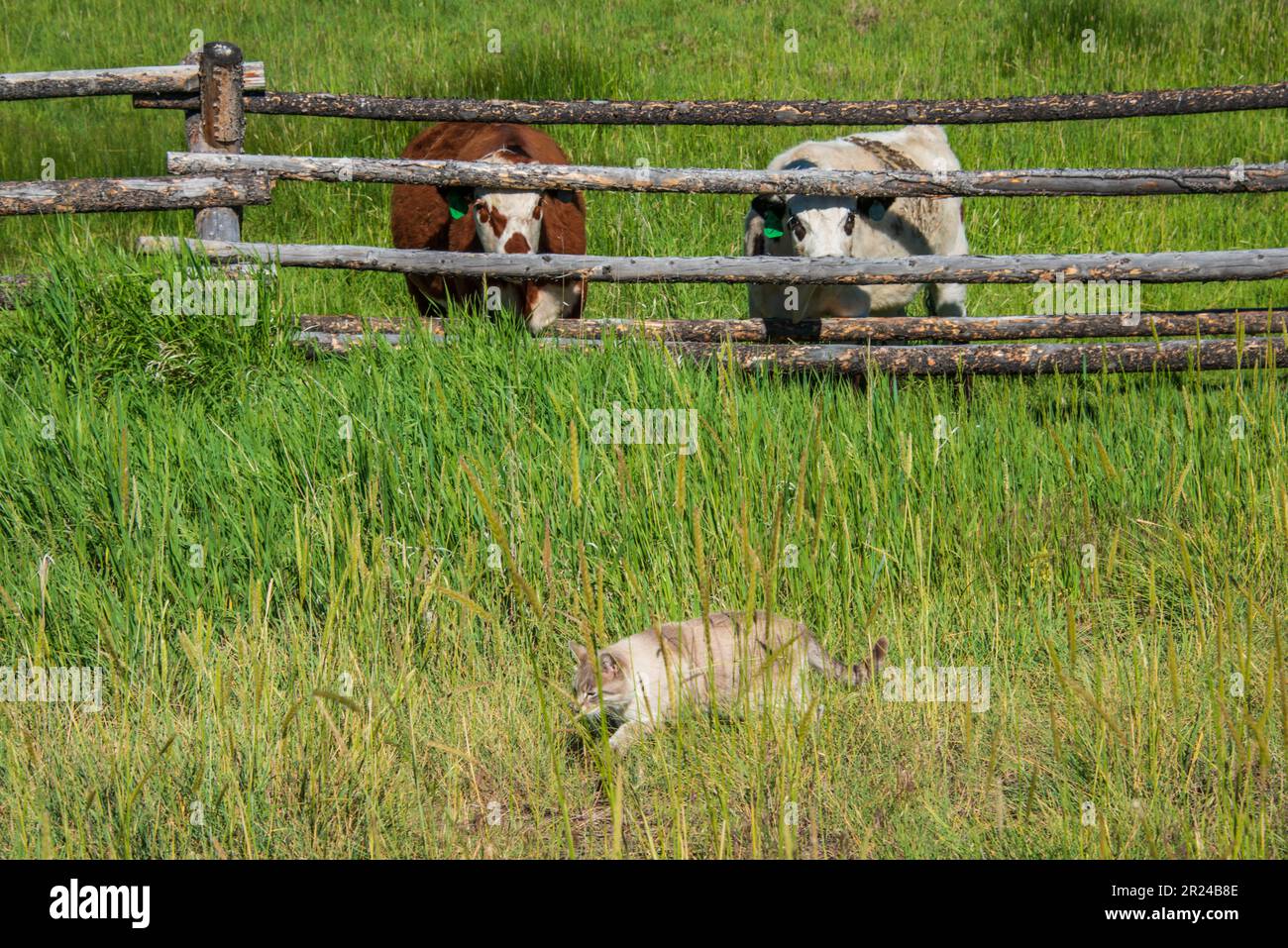 Grant-Kohrs Ranch National Historic Site in Montana Stock Photo - Alamy